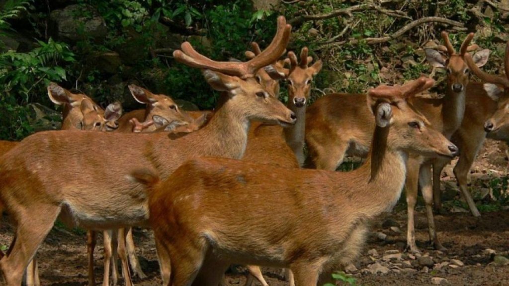 Exploring the Wonders of Manipur Zoological Garden - 4Kerala