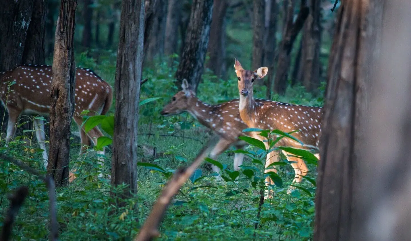 Shendurney Wildlife Sanctuary - 4Kerala
