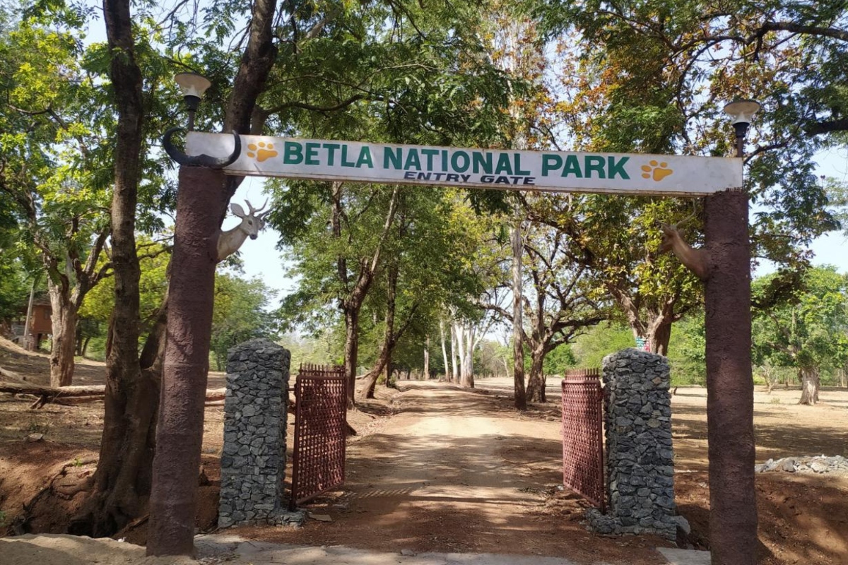 Exploring the Wonders of Betla National Park: A Sanctuary of Natural ...